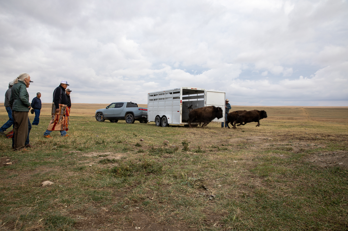 Bison Reintroduction to the Tribal Nations in Western Montana | The ...
