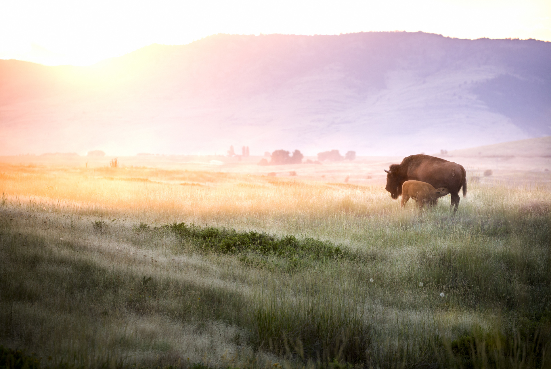 Bison Reintroduction to the Tribal Nations in Western Montana | The ...