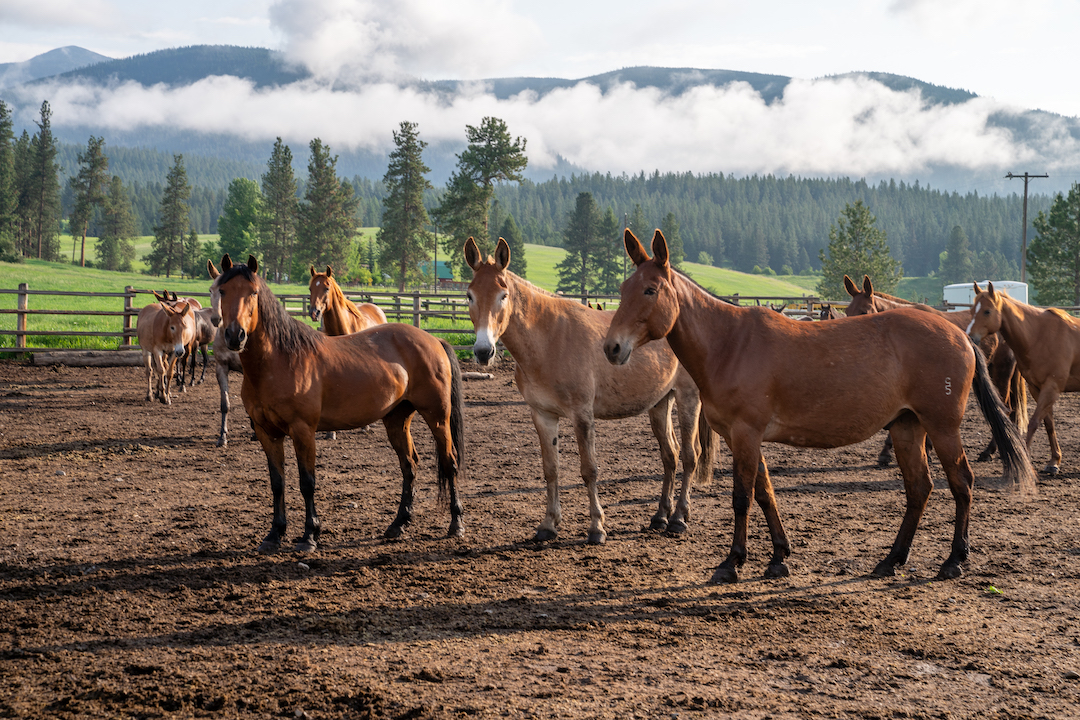 A Piece of History: Ninemile Remount Depot + Ranger Station | The ...